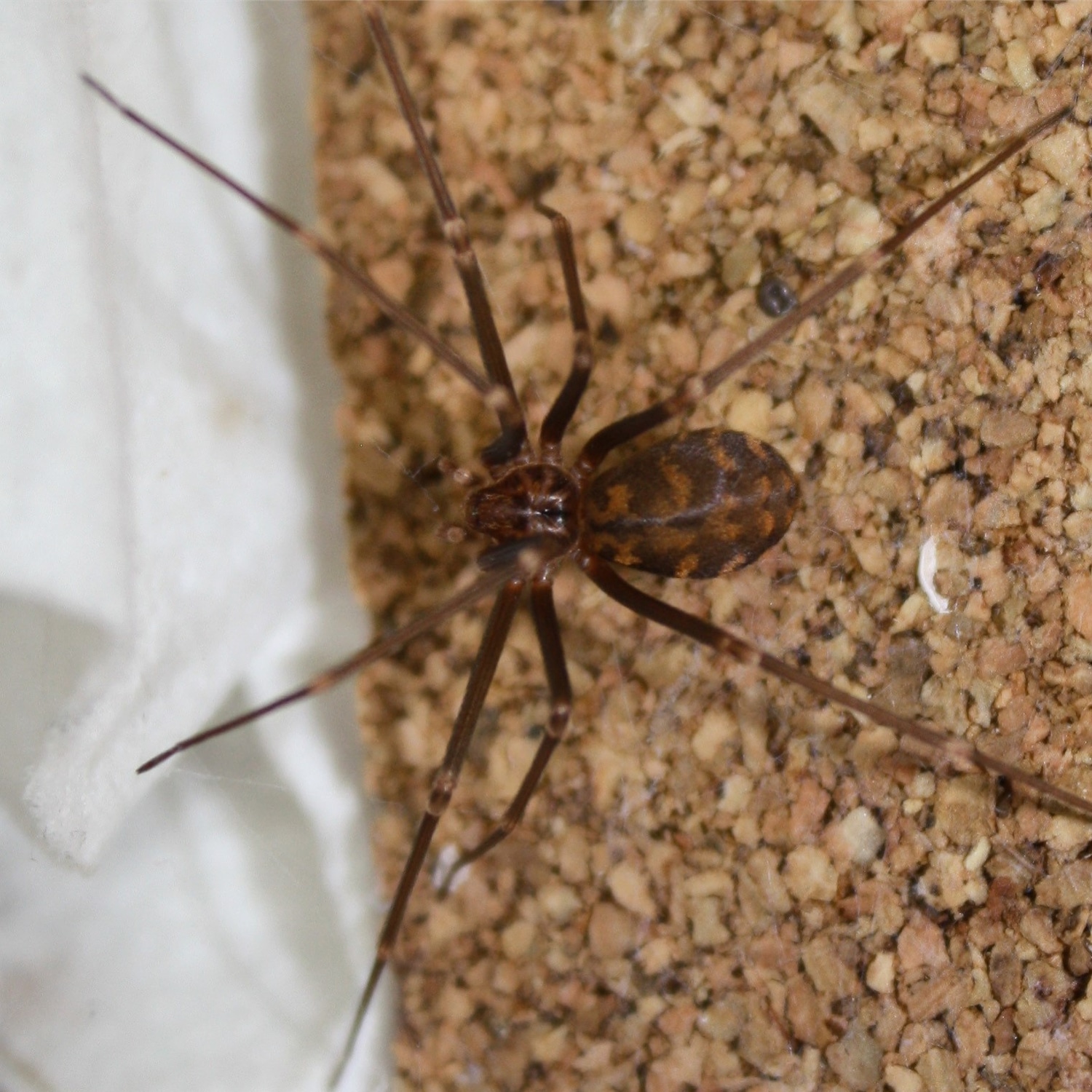 Loxosceles Simillima (Namibian Recluse) True Spider by Arachnid ...