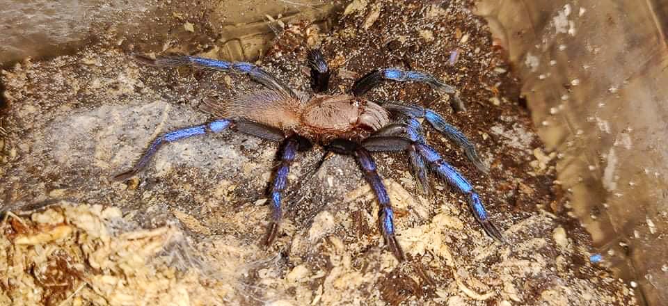 Birupes Simoroxigorum !!! WOW Tarantula by Arachnid Rarities - MorphMarket