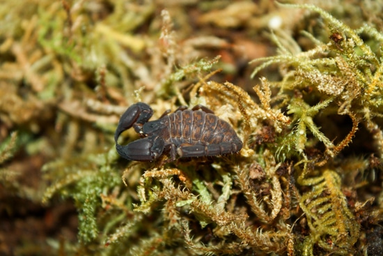 Chaerilus Cimrmani (Unique Small Tropical Species) Scorpion by Arachnid ...