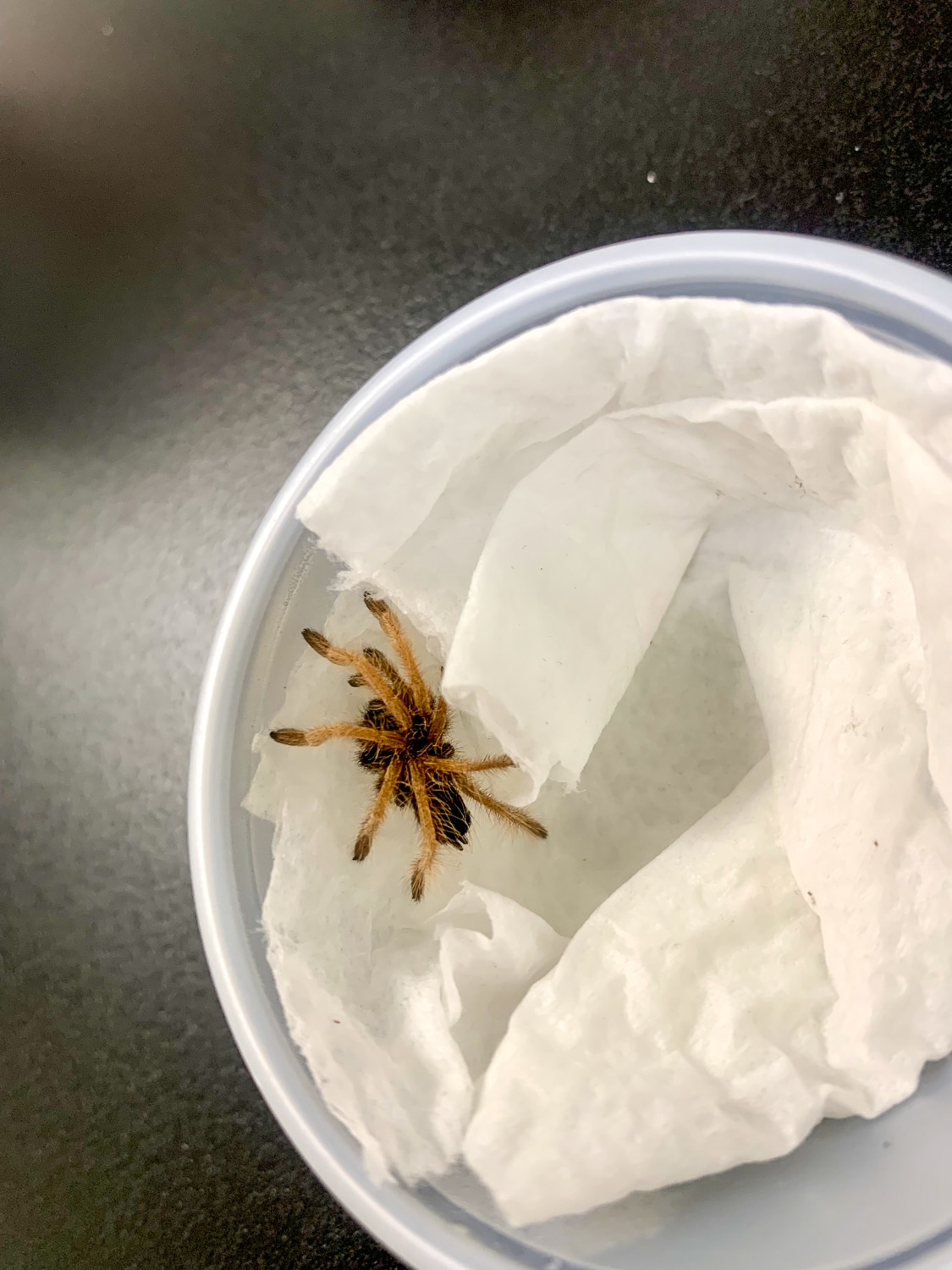 Megaphobema Robustum (Colombian Giant Redleg) Tarantula by Arachnid ...