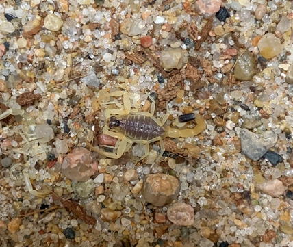 Gigantometrus Swammerdami (Giant Indian Forest) CB Scorpion by Arachnid ...