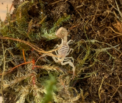 Hottentotta Sousai (Giant Hairy Alligator Back ) Scorpion by Arachnid ...