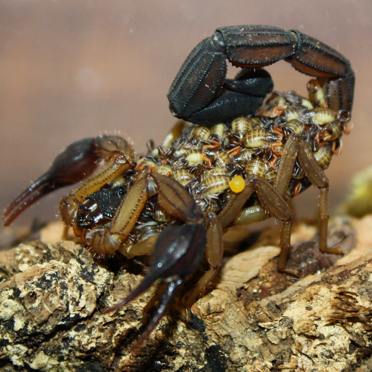 Centruroides Margaritatus (Central American Bark ) Scorpion by Arachnid ...