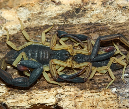 Hottentotta Polysticus Scorpion by Arachnid Rarities - MorphMarket