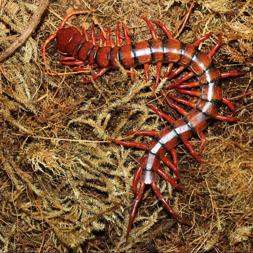 Malaysian Cherry Red Centipedes by Arachnid Rarities - MorphMarket