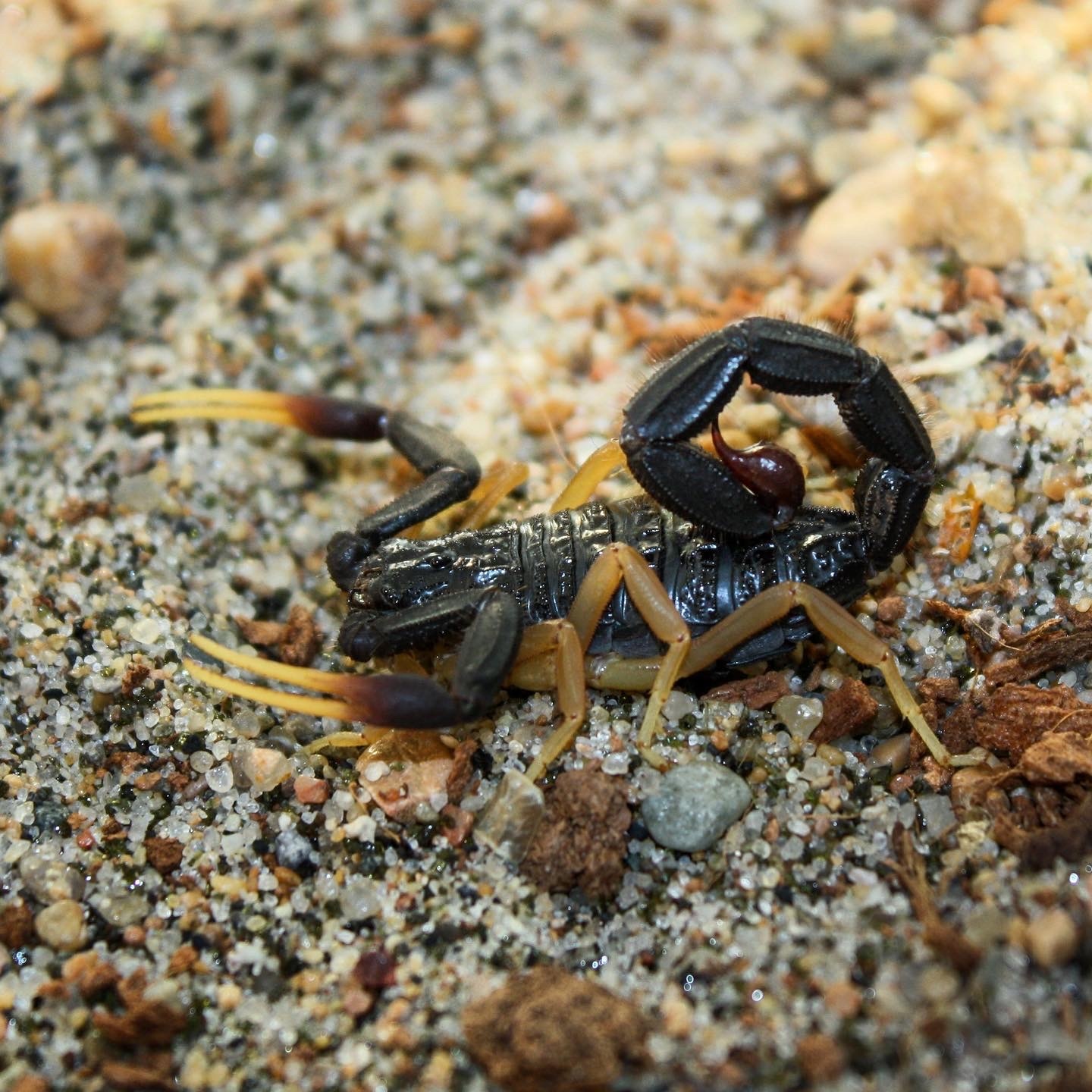 Hottentotta Franzwerneri (Beautiful) Scorpion by Arachnid Rarities ...