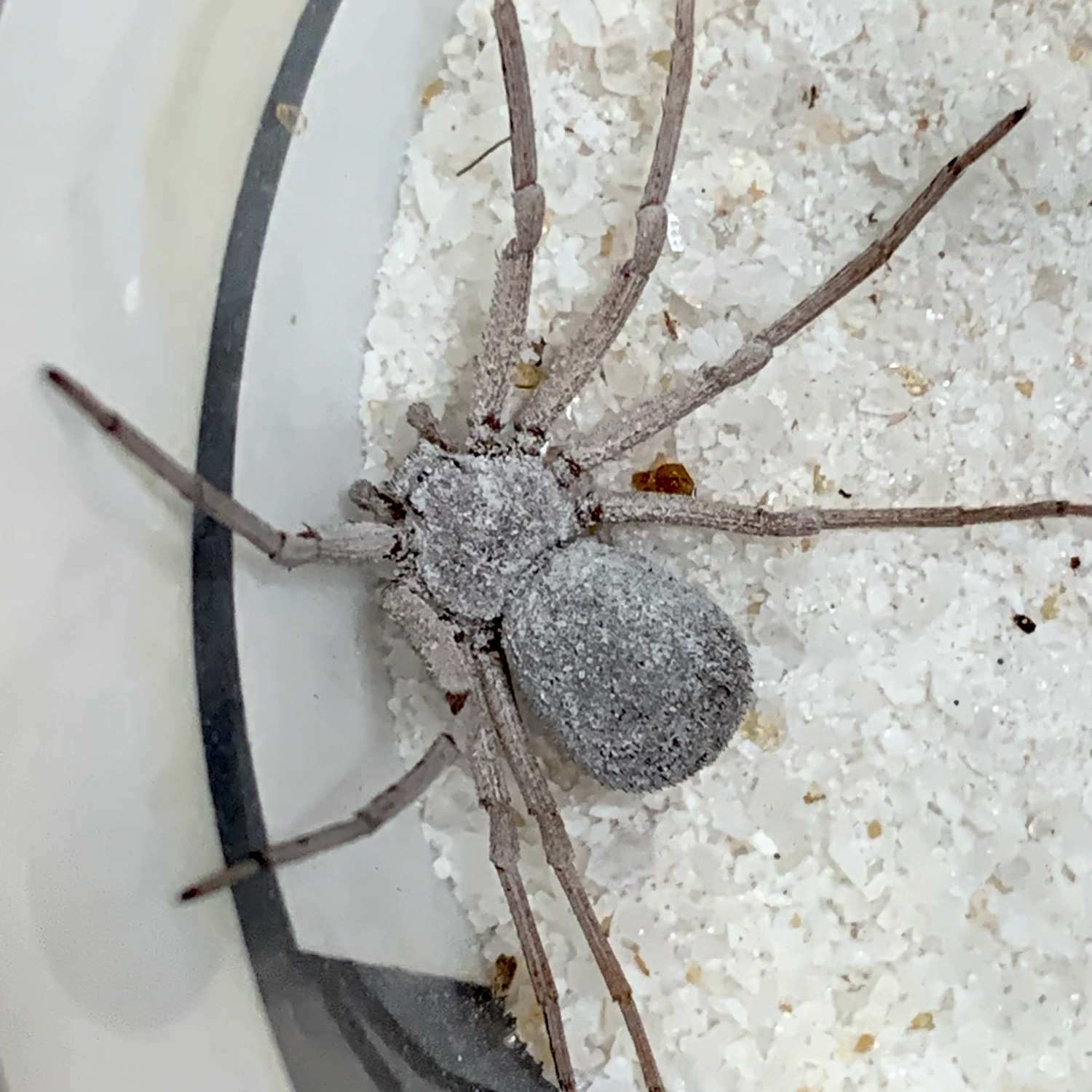 Sicarius Thomisoides (Six Eyed Sand Spider) True Spider by Arachnid ...