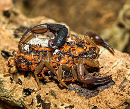 Hottentotta Sousai (Giant Hairy Alligator Back ) Scorpion by Arachnid ...