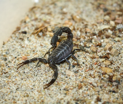 Hottentotta Polysticus Scorpion by Arachnid Rarities - MorphMarket