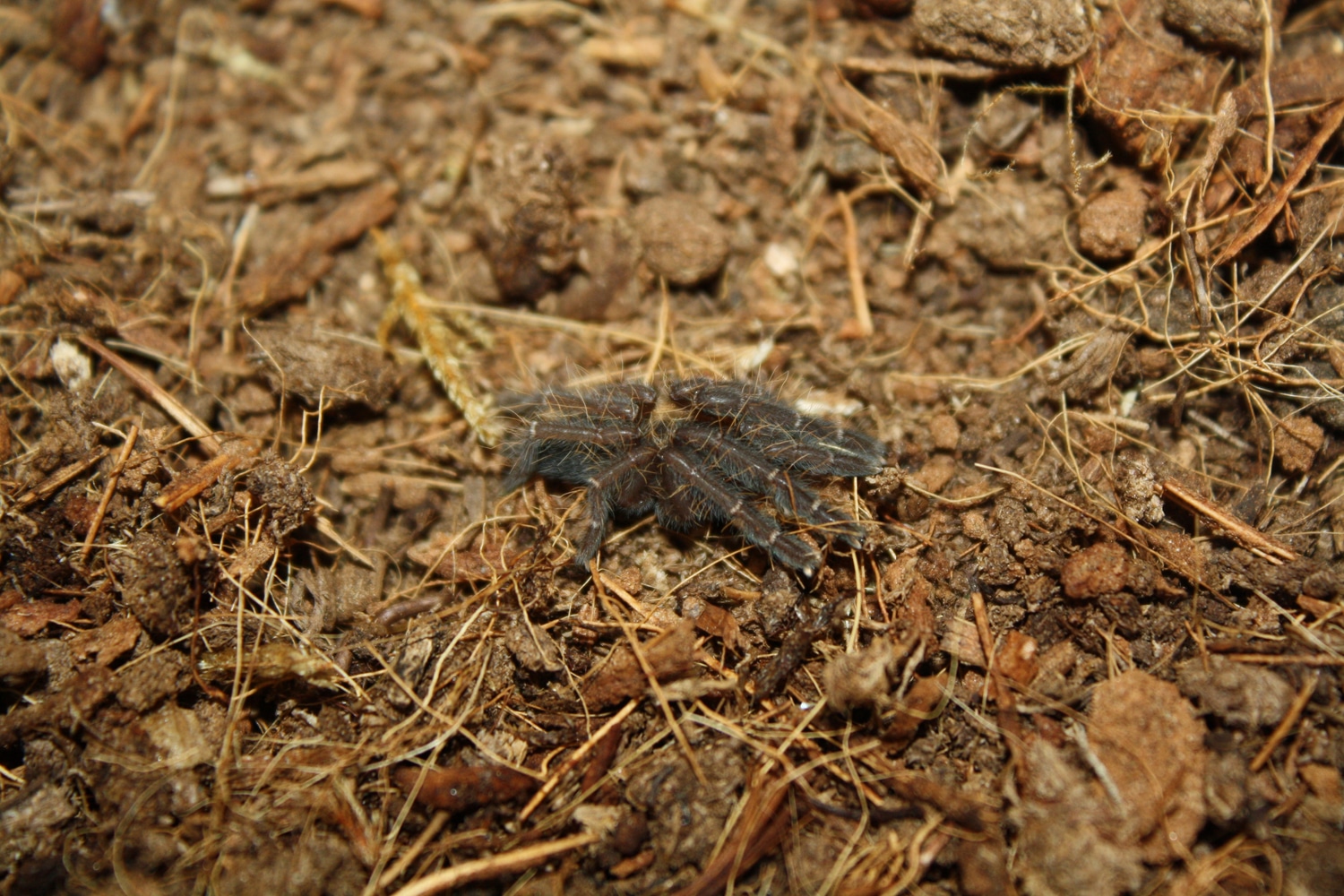 Phromingochilus Sp. Akcaya Tarantula by Arachnid Rarities - MorphMarket