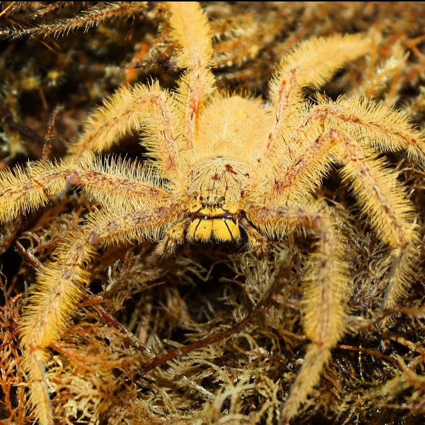 Heteropoda Davidbowie (David Bowie Hunstman) True Spider by Arachnid ...