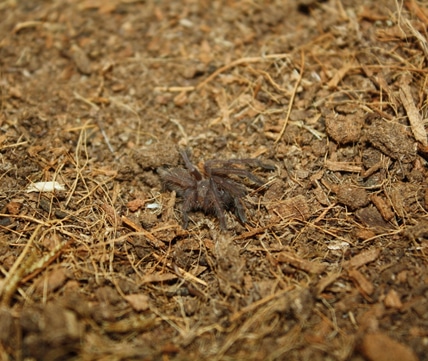 Ornithoctoninae Sp. Vietnam Silver (Vietnam Silver) Tarantula by ...