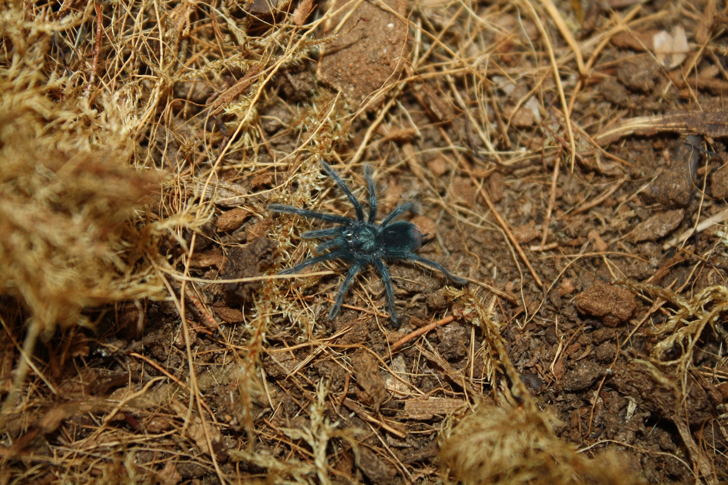 Phormictopus Sp. Dominican Purple (Dominican Purple) Tarantula by ...