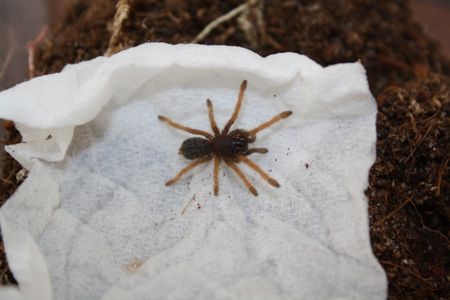 Ornithoctoninae Sp. Vietnam Silver (Vietnam Silver) Tarantula by ...