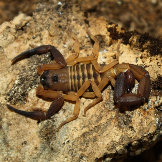 Babycurus Gigas (Tanzanian Giant Red Bark Scorpion) by Arachnid Rarities