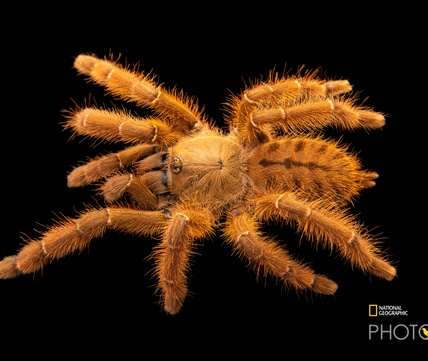 Davus Pentaloris (Guatemalan Tiger Rump) Tarantula by Arachnid Rarities ...