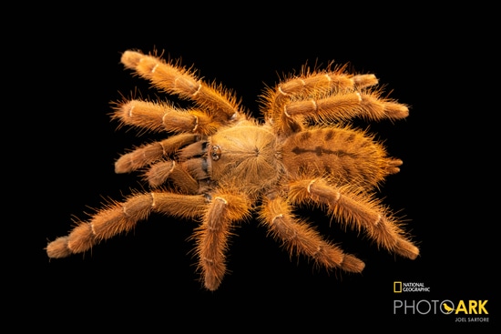 Phormingochilus Sp. Rufus (Peach Earth Tiger Tarantula) by Arachnid ...