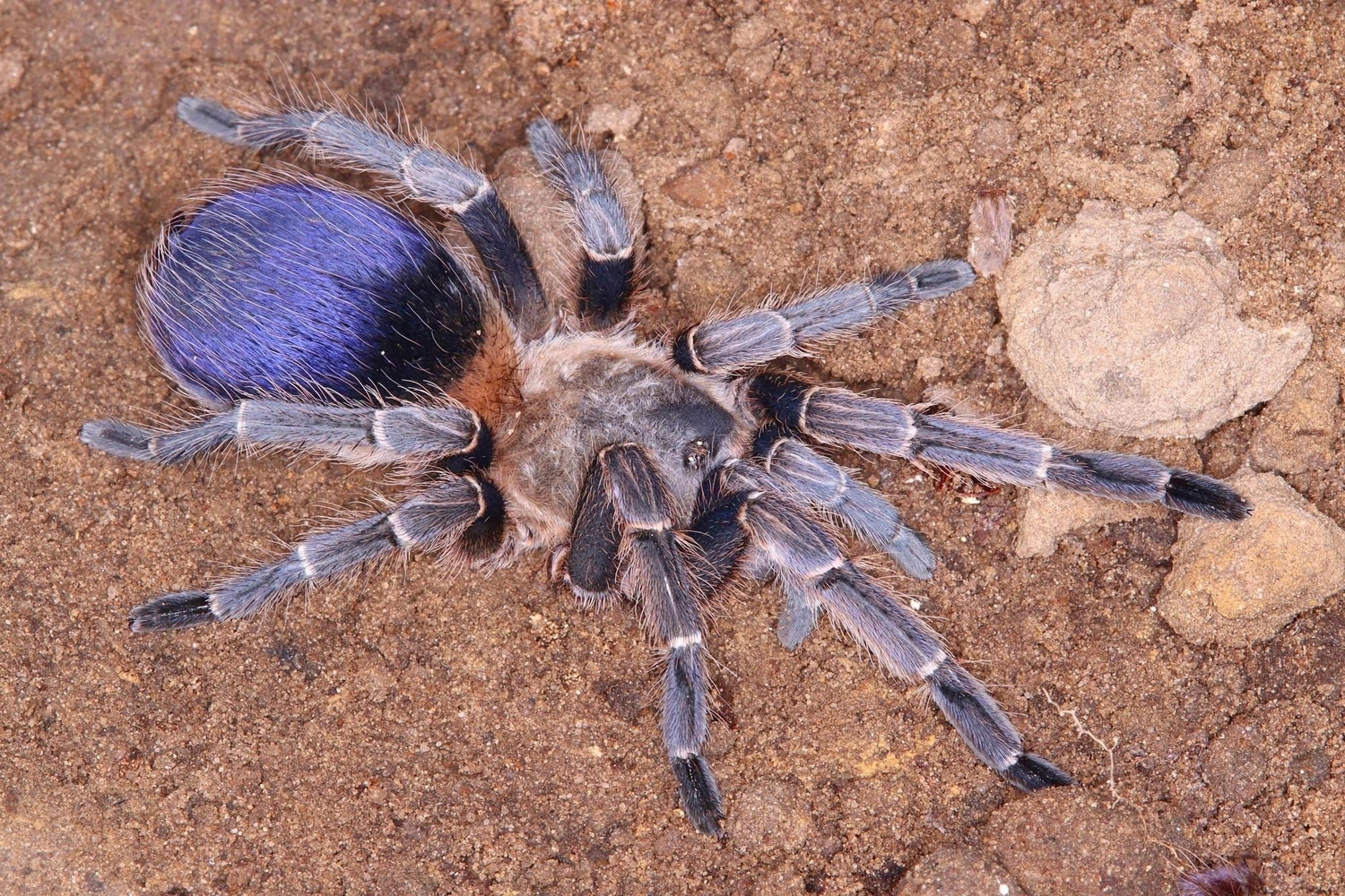 Pseudohapalopus Sp. Blue (Colombian Blue Dwarf ) Tarantula by Arachnid ...