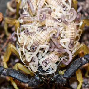 Babycurus Gigas (Tanzanian Giant Red Bark ) Scorpion by Arachnid ...