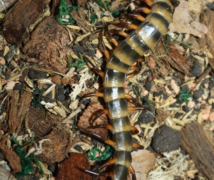 Scolopendra Sp Celebs Flame Leg (Celebs Flame Leg ) Centipede by ...