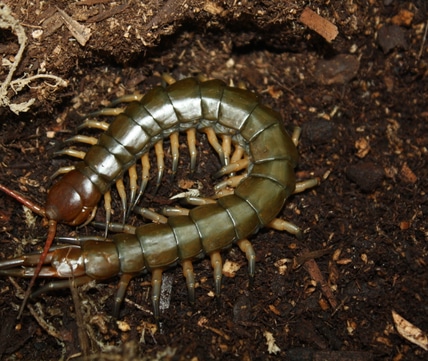 Scolopendra Sp Celebs Flame Leg (Celebs Flame Leg ) Centipede by ...