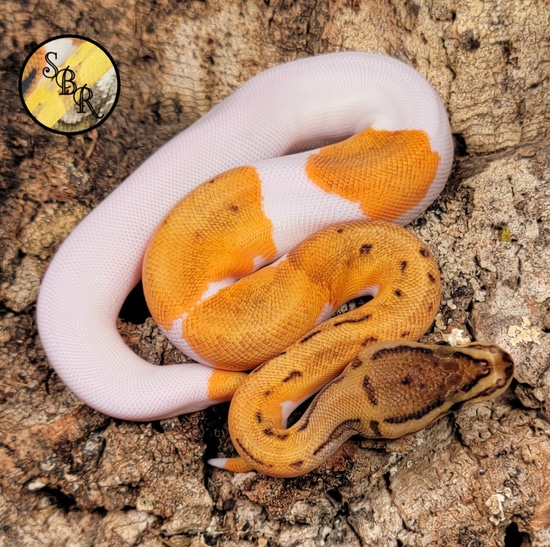 Peaches Ball Python by Small Batch Reptiles
