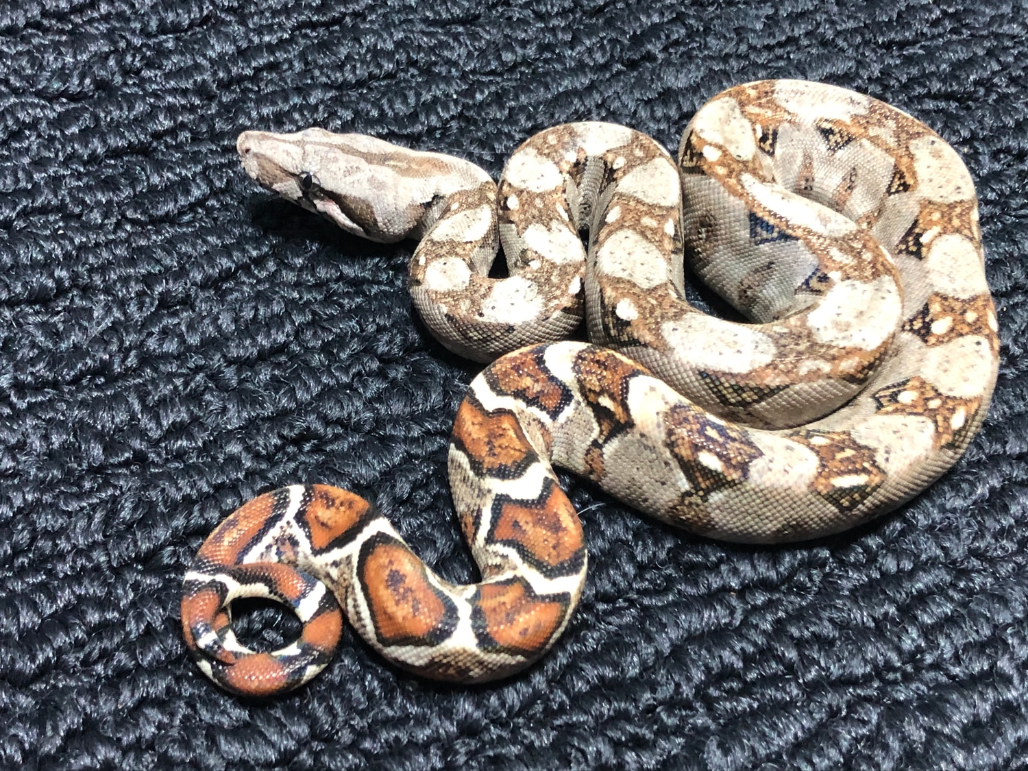 Dh Specter Boa Constrictor by Gunlock Genetics - MorphMarket