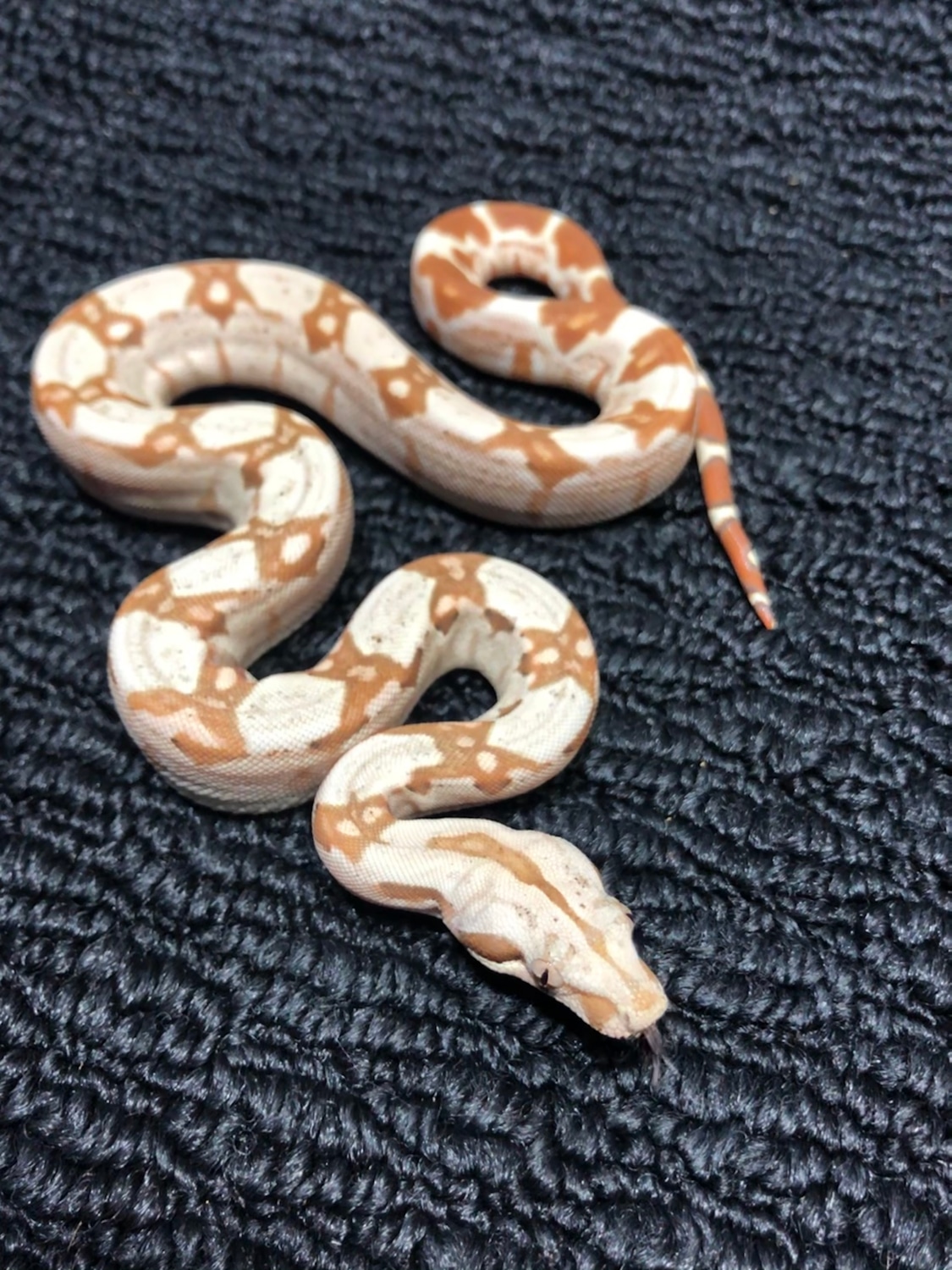 Paraglow Pos Het Anery Boa Constrictor by Gunlock Genetics - MorphMarket