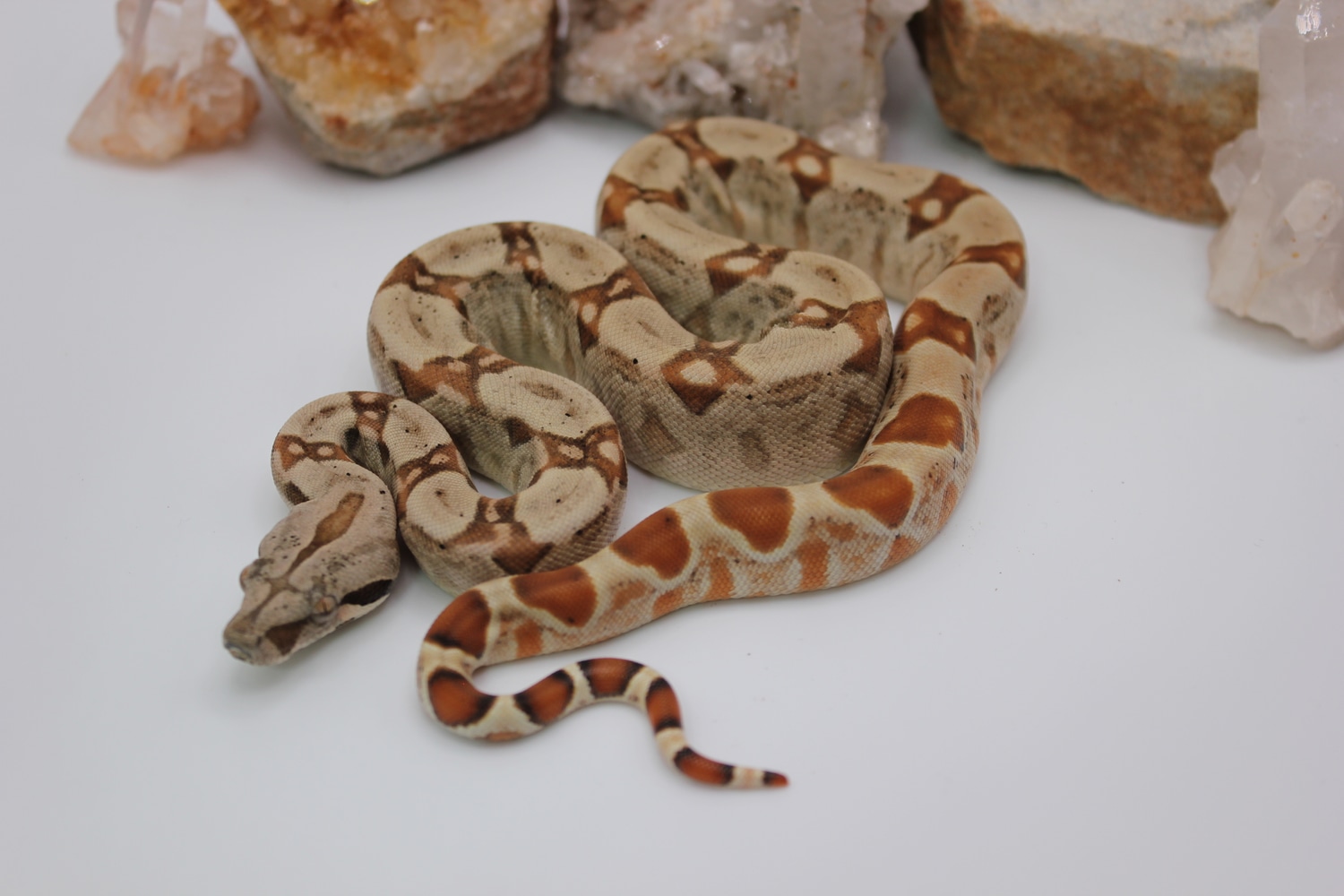 Paraglow Pos Het Anery Boa Constrictor by Gunlock Genetics - MorphMarket