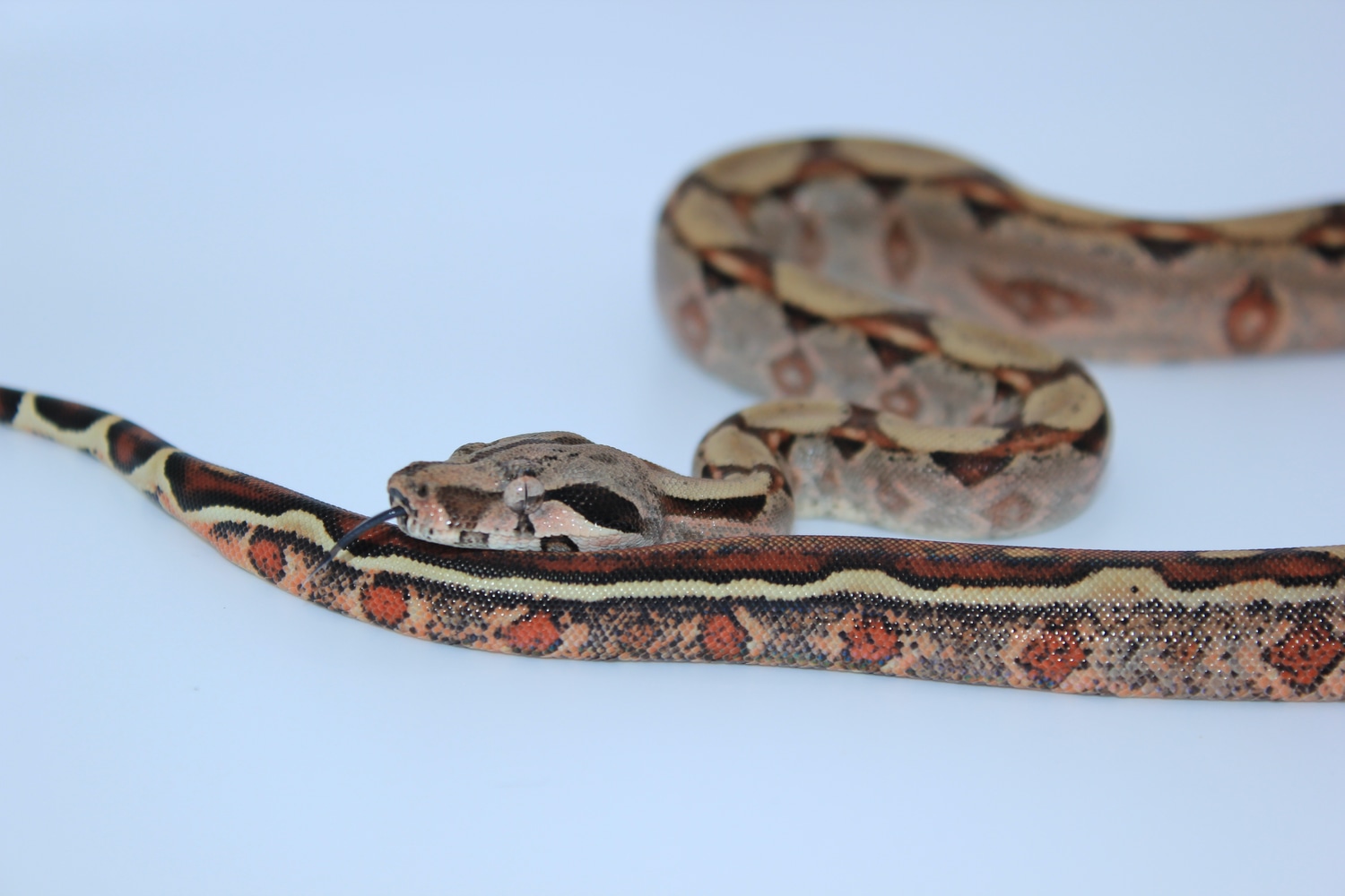 Hypo Jungle Poss Het Blood Boa Constrictor by Gunlock Genetics ...
