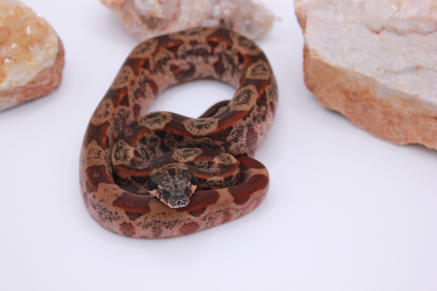 Hypo IMG Jungle 66%het Blood Boa Constrictor by Gunlock Genetics ...