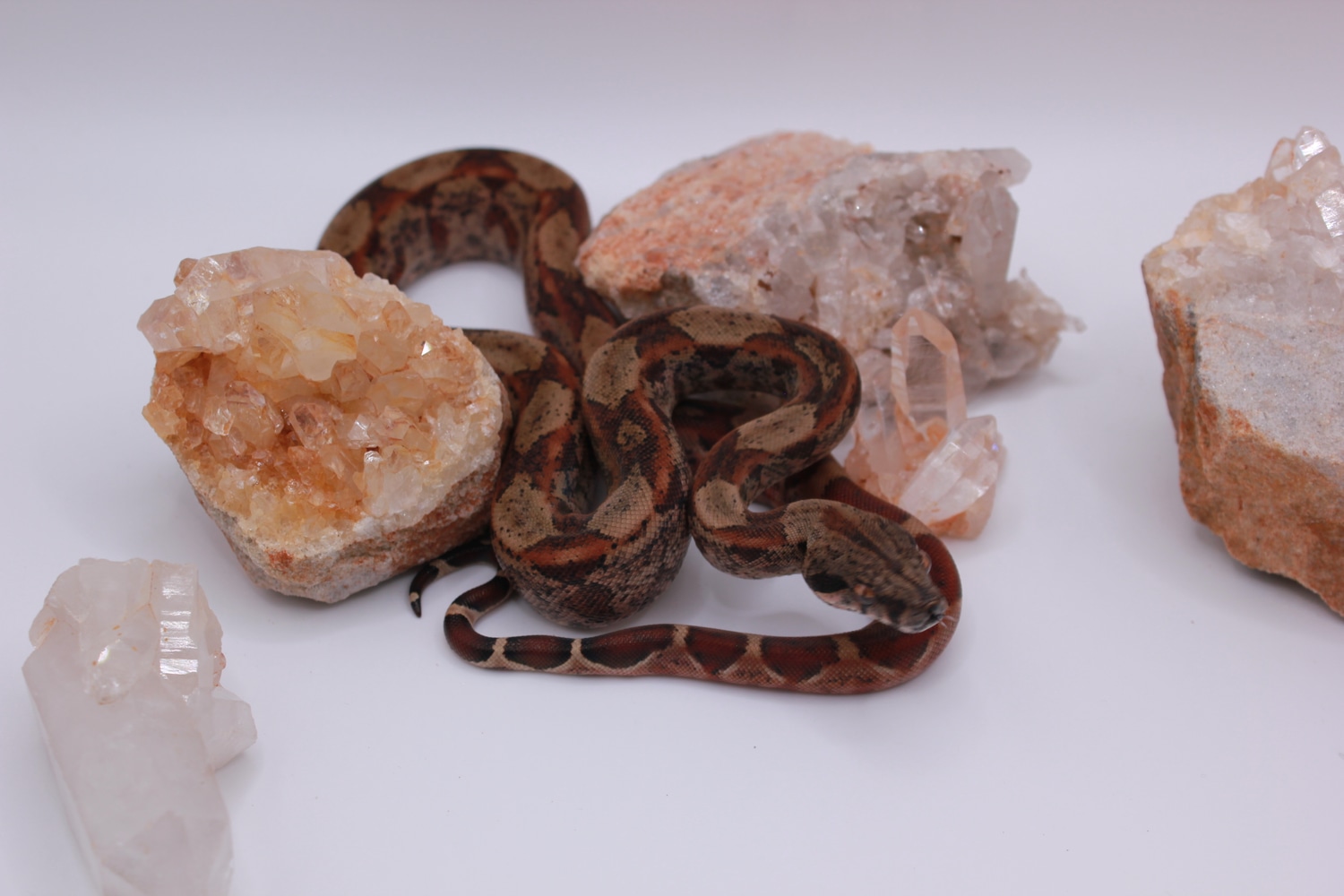Hypo IMG Jungle 66%het Blood Boa Constrictor by Gunlock Genetics ...