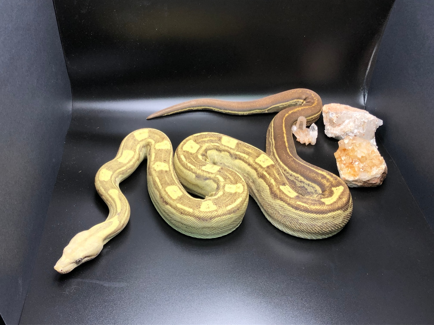 Male Proven Breeder VPI Aztec Motley Boa Constrictor by Gunlock Genetics - MorphMarket