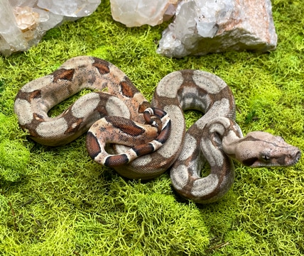 Hypo Fire IMG Jungle Motley Poss Het Blood Boa Constrictor by Gunlock ...