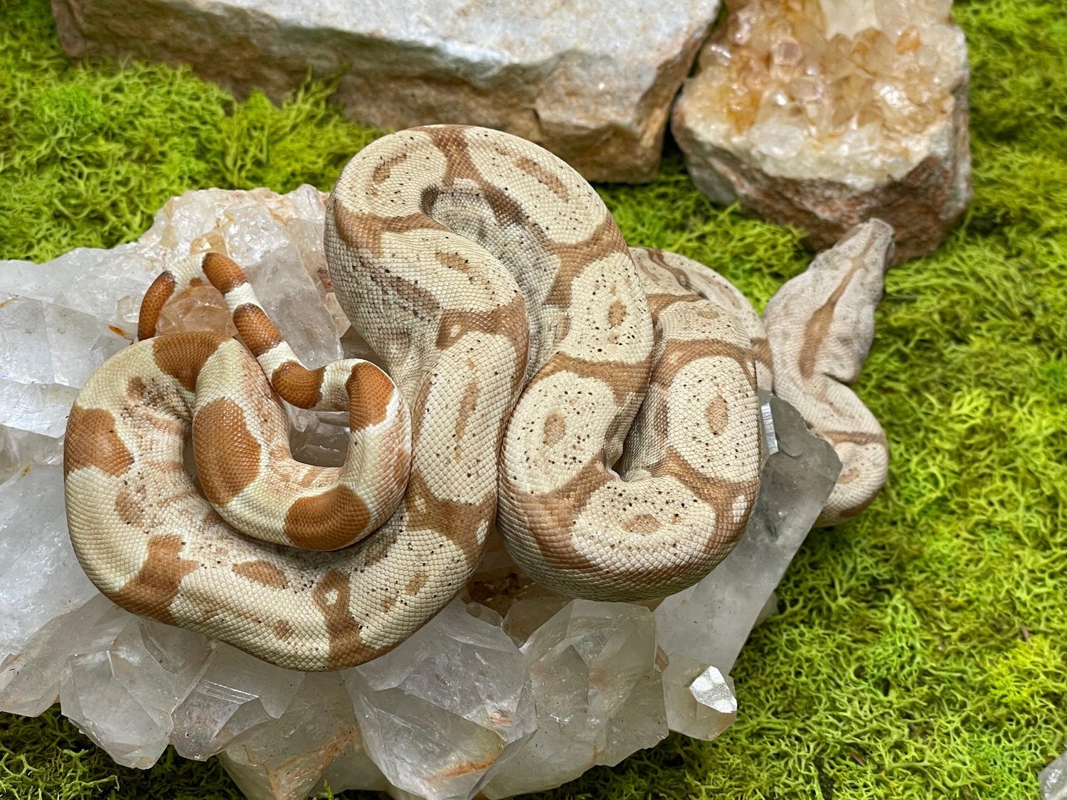 RLT Paraglow Poss Het Anery Boa Constrictor by Gunlock Genetics ...