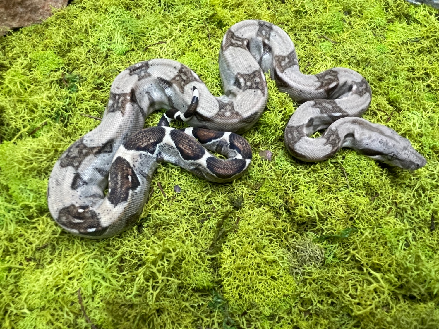 Het VPI Snow Boa Constrictor by Gunlock Genetics - MorphMarket