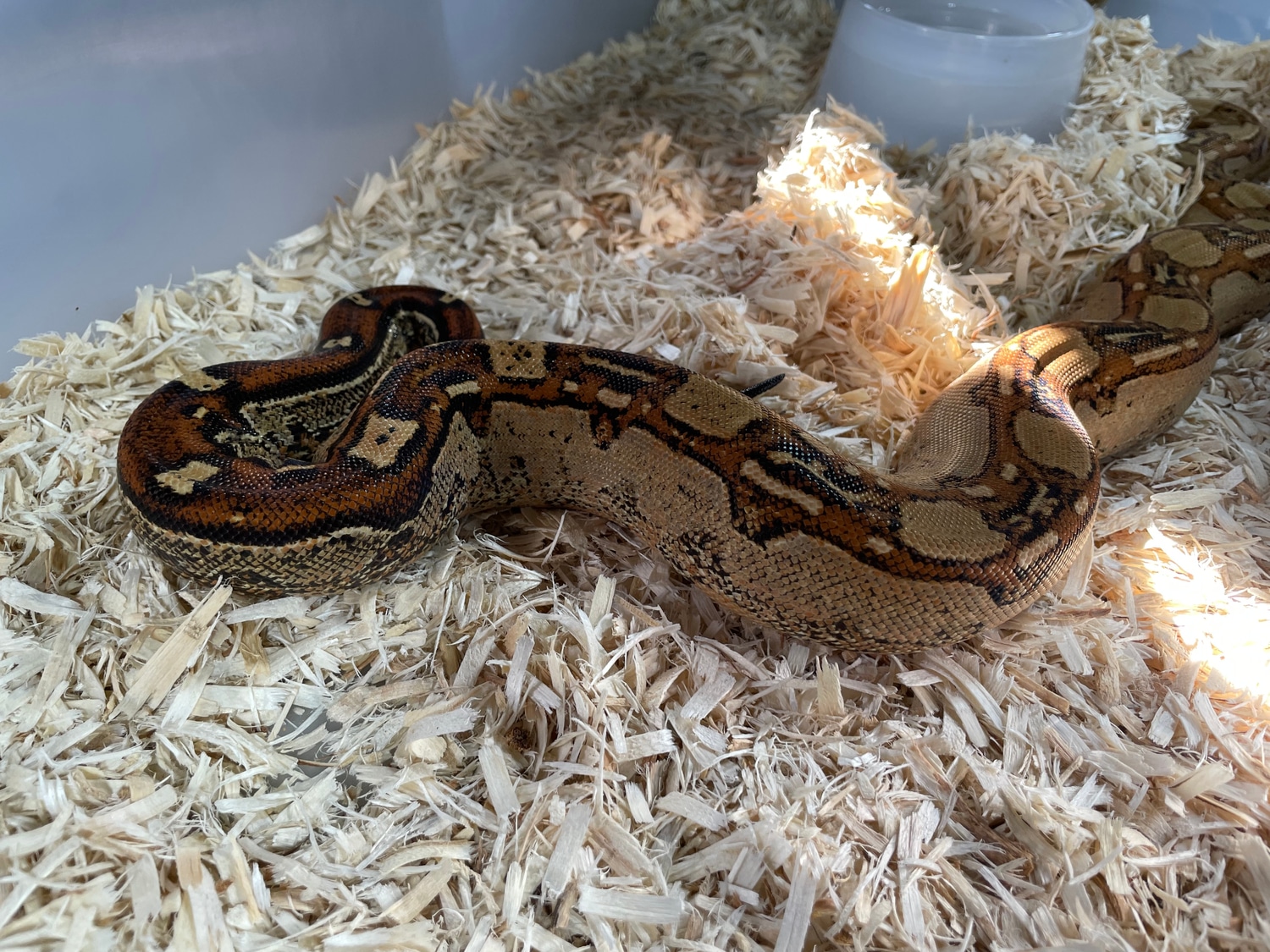 Keywest Aztec Het VPI Albino Boa Constrictor by Gunlock Genetics - MorphMarket