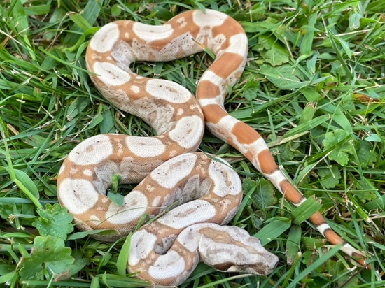 Paraglow RLT Boa Constrictor by Gunlock Genetics
