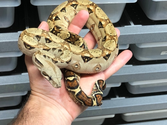 100% Double Het Specter Boa Constrictor by Gunlock Genetics
