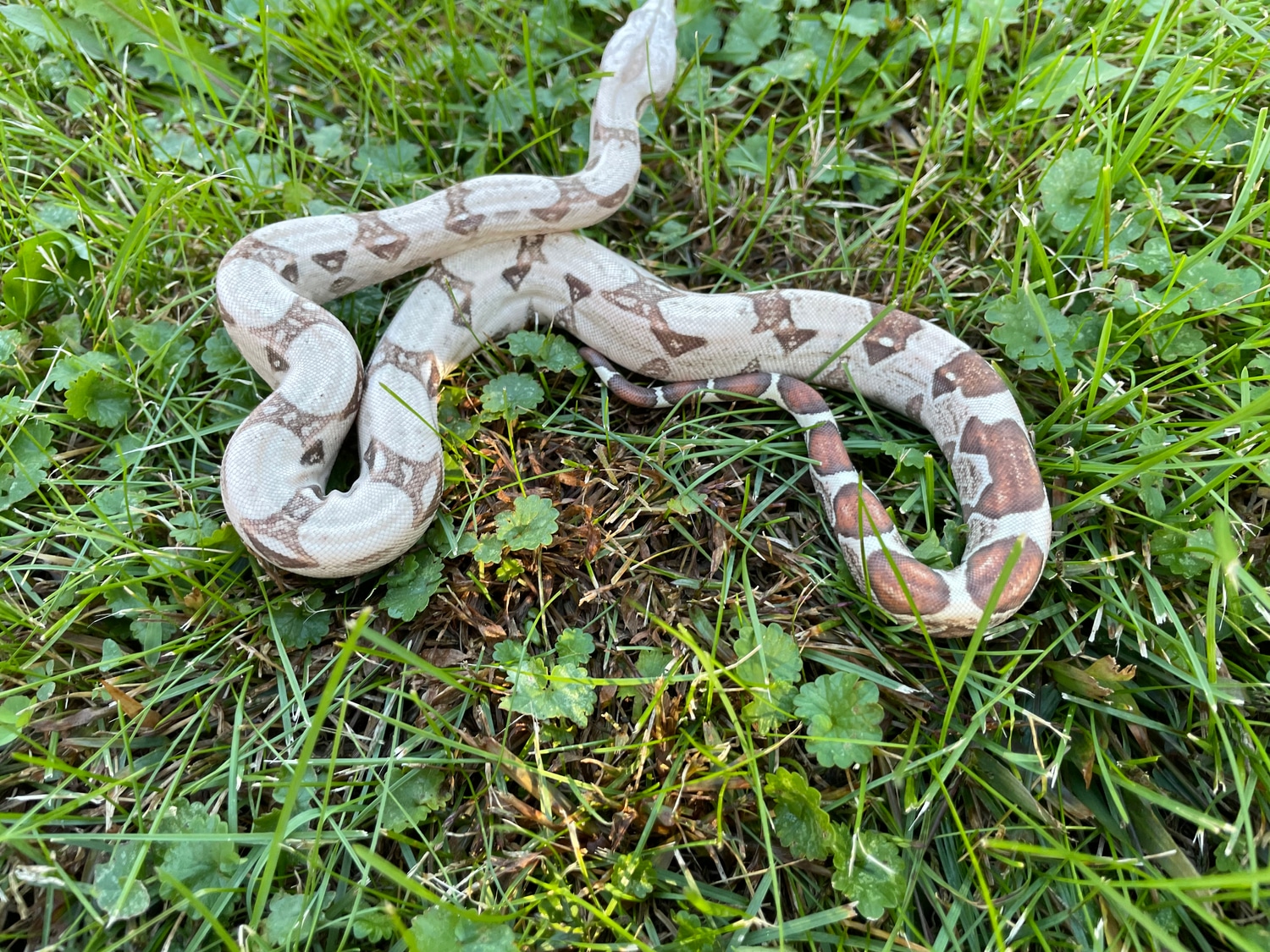 VPI Albino Het Snow Boa Constrictor by Gunlock Genetics - MorphMarket