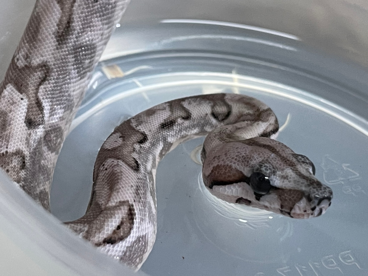 BEA Ghost Het Sharp Boa Constrictor by Gunlock Genetics - MorphMarket