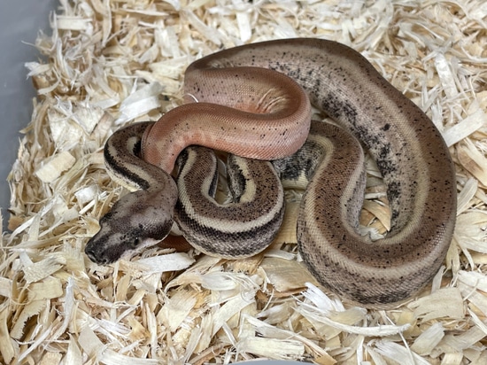 Fire Hypo IMG Jungle Motley 66 Het Blood Boa Constrictor by Gunlock ...