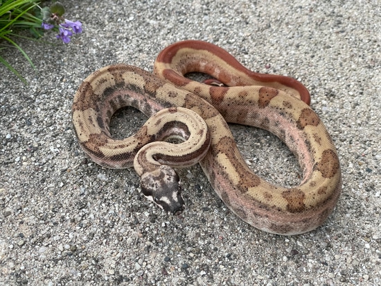 Fire Hypo IMG Jungle Motley 66% Blood Boa Constrictor by Gunlock Genetics