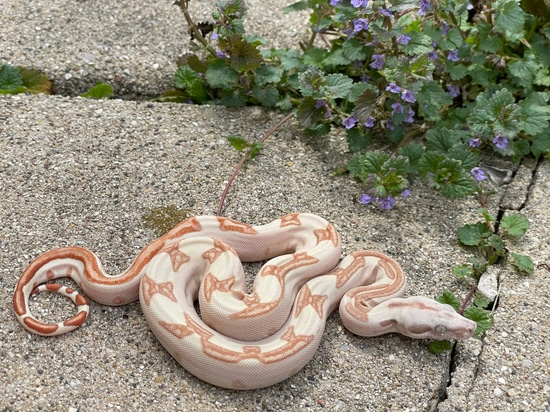 Hypo Labyrinth Het VPI Pos Het Anery Boa Constrictor by Gunlock Genetics