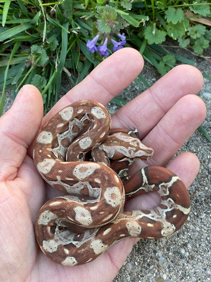 IMG Paraglow Boa Constrictor by Gunlock Genetics