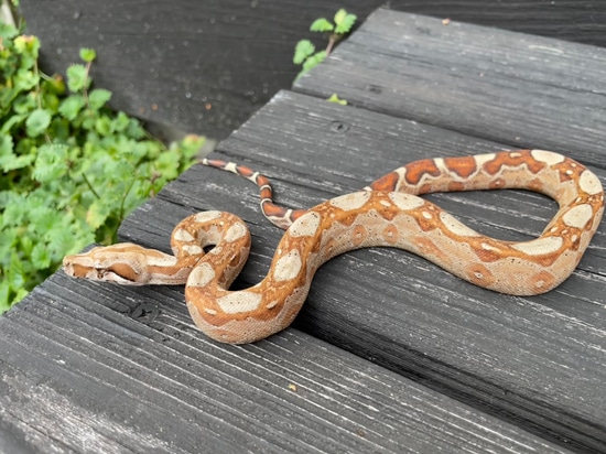 Paradigm Pos Het BEA Boa Constrictor by Gunlock Genetics