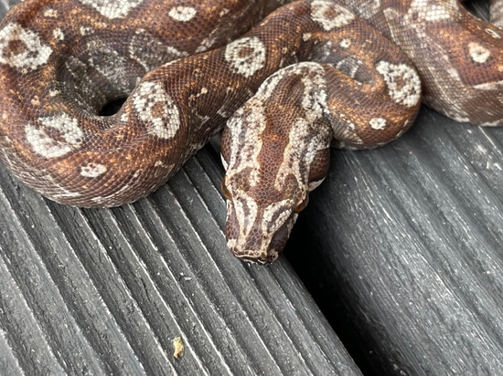 IMG Paradigm Pos Het BEA Boa Constrictor by Gunlock Genetics