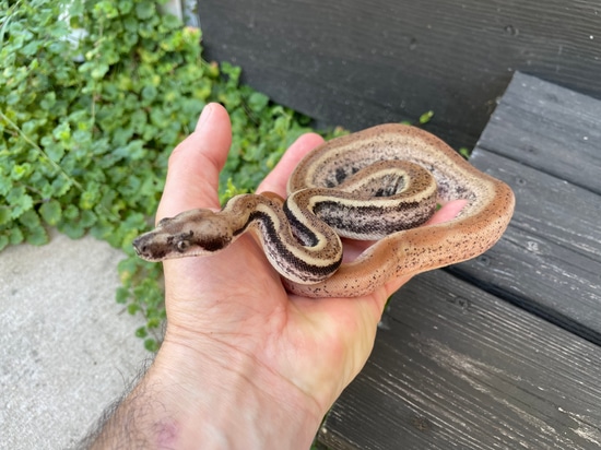 Fire Hypo IMG Jungle Motley 66 Het Blood Boa Constrictor by Gunlock ...