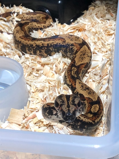 Hypo IMG Jungle Het Blood Boa Constrictor by Gunlock Genetics