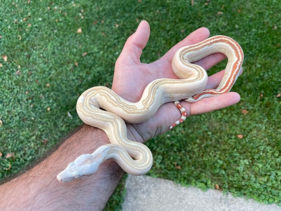 VPI Labyrinth Pos Jungle Pos Het Anery Boa Constrictor by Gunlock Genetics